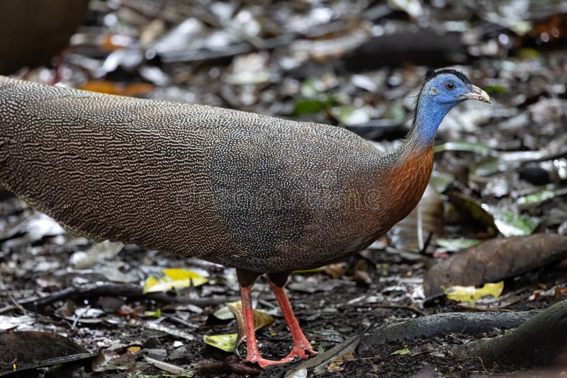 Nature Wildlife Image of the Great Argus in the Deep Jungle in Sabah ...
