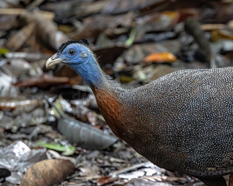 Nature Wildlife Image of the Great Argus in the Deep Jungle in Sabah ...