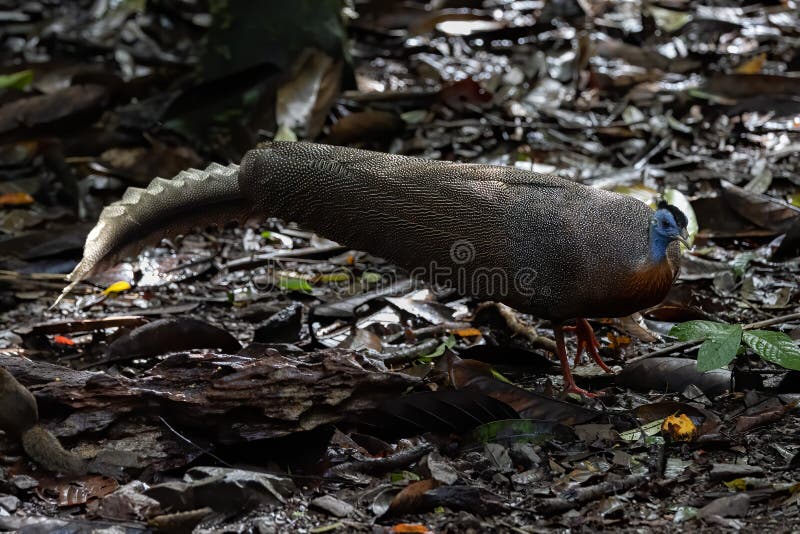 Nature Wildlife Image of the Great Argus in the Deep Jungle in Sabah ...