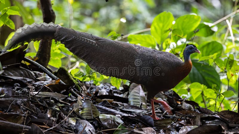 Nature Wildlife Image of the Great Argus in the Deep Jungle in Sabah ...