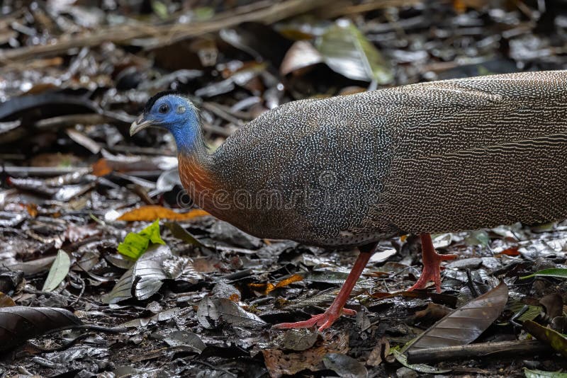 Nature Wildlife Image of the Great Argus in the Deep Jungle in Sabah ...