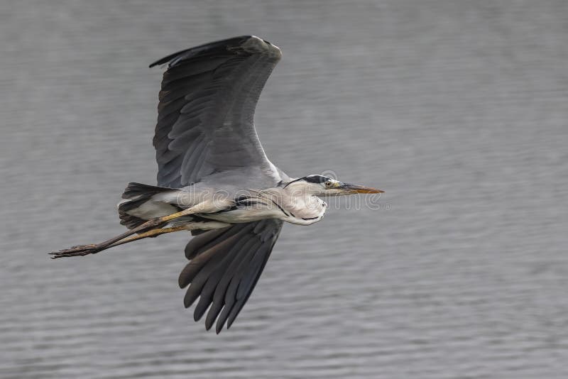 Nature Wildlife Image of Grey Heron Bird in Flight Stock Image - Image ...