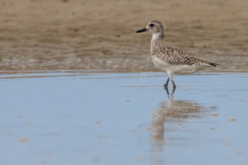 Nature Wildlife Image of Grey Plover Water Bird on Beach Stock Image ...