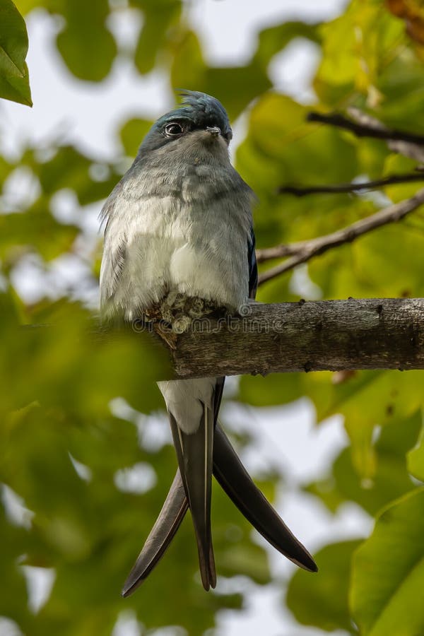 Grey-rumped Treeswift Perching on Tree Branch Stock Photo - Image of ...