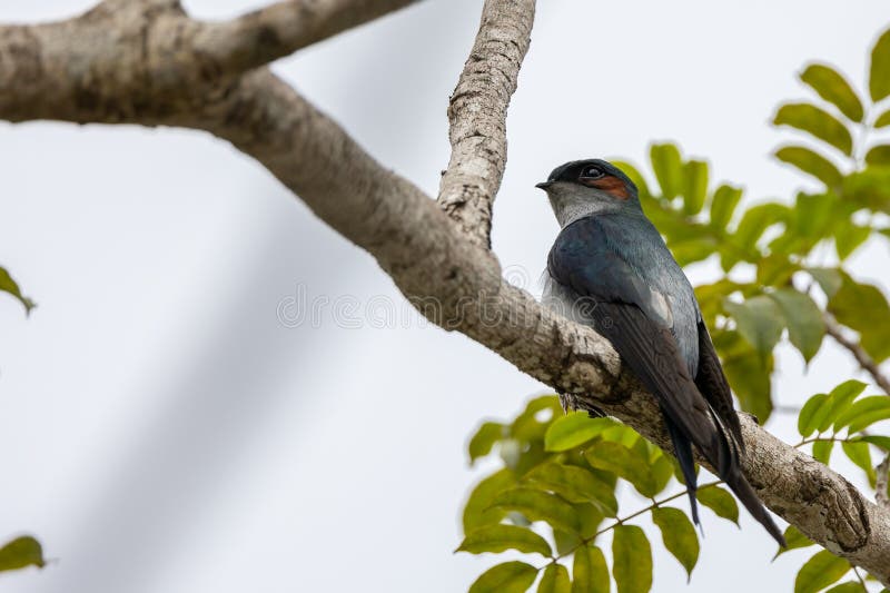 Grey-rumped Treeswift Perching on Tree Branch Stock Photo - Image of ...