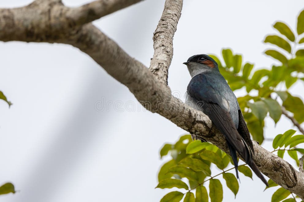 Grey-rumped Treeswift Perching on Tree Branch Stock Photo - Image of ...