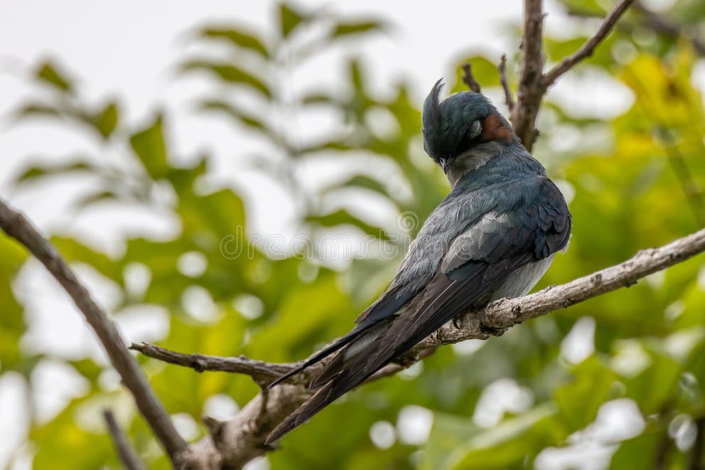Nature Wildlife Image of Grey-rumped Treeswift Perching on Tree Branch ...