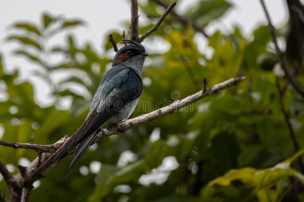Nature Wildlife Image of Grey-rumped Treeswift Perching on Tree Branch ...