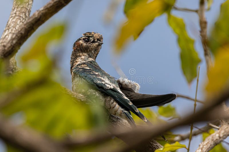 Nature Wildlife Image of Grey-rumped Treeswift Perching on Tree Branch ...