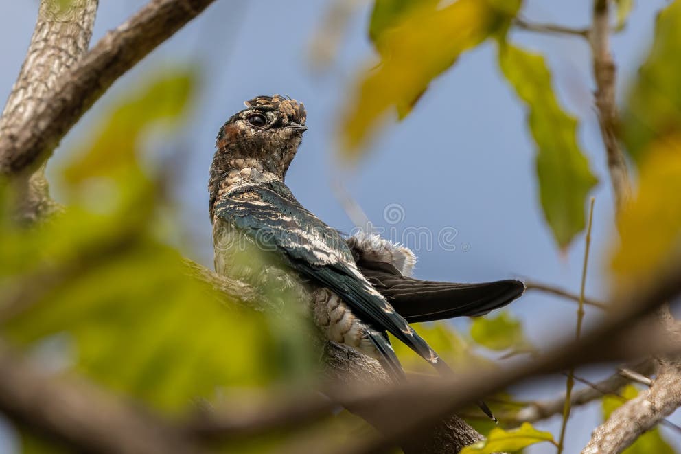 Nature Wildlife Image of Grey-rumped Treeswift Perching on Tree Branch ...