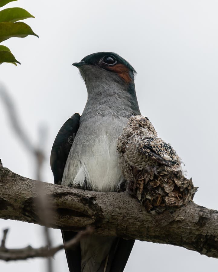 Grey-rumped Treeswift Protect Small Grey-rumped Treeswift Chick on Tree ...