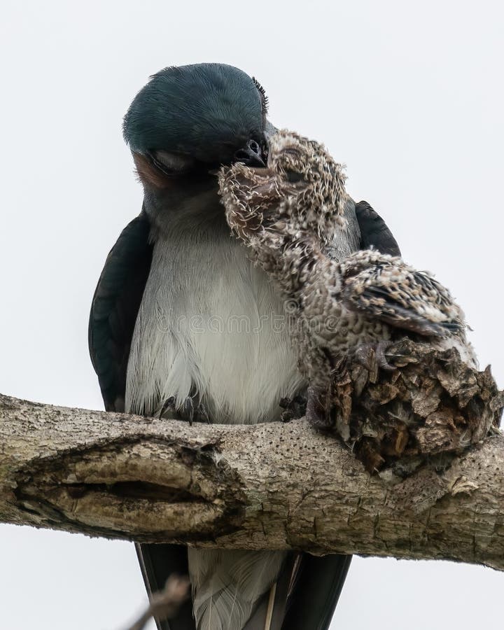 Grey-rumped Treeswift Protect Small Grey-rumped Treeswift Chick on Tree ...