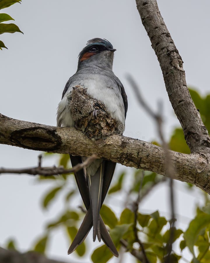 Grey-rumped Treeswift Protect Small Grey-rumped Treeswift Chick on Tree ...