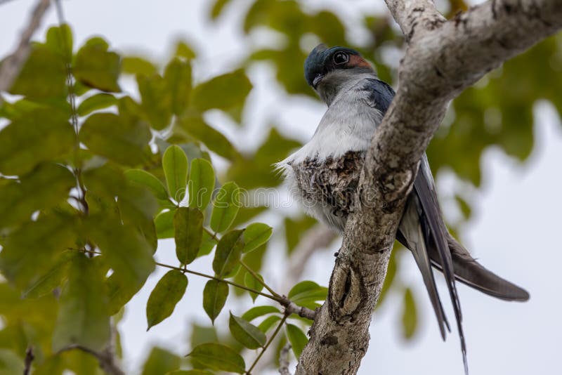 Grey-rumped Treeswift Protect Small Grey-rumped Treeswift Chick on Tree ...