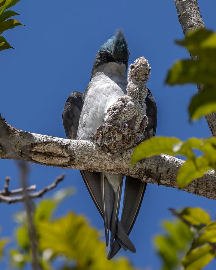 Grey-rumped Treeswift Protect Small Grey-rumped Treeswift Chick on Tree ...