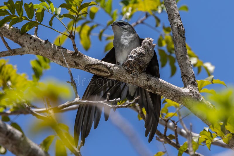 Nature Wildlife Image of Grey-rumped Treeswift Protect Small Grey ...