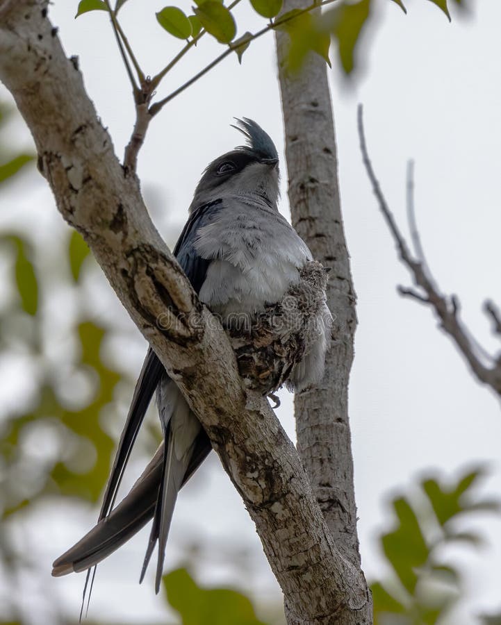 Nature Wildlife Image of Grey-rumped Treeswift Protect Small Grey ...