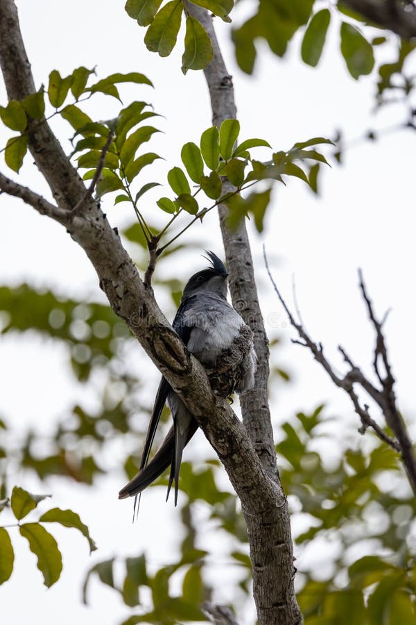Nature Wildlife Image of Grey-rumped Treeswift Protect Small Grey ...