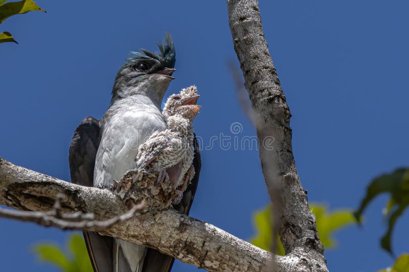 Nature Wildlife Image of Grey-rumped Treeswift Protect Small Grey ...