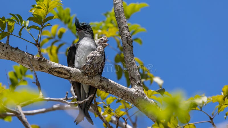Nature Wildlife Image of Grey-rumped Treeswift Protect Small Grey ...