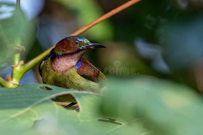 Nature Wildlife Image of Red-throated Sunbird Perch on Fruit Tree Stock ...