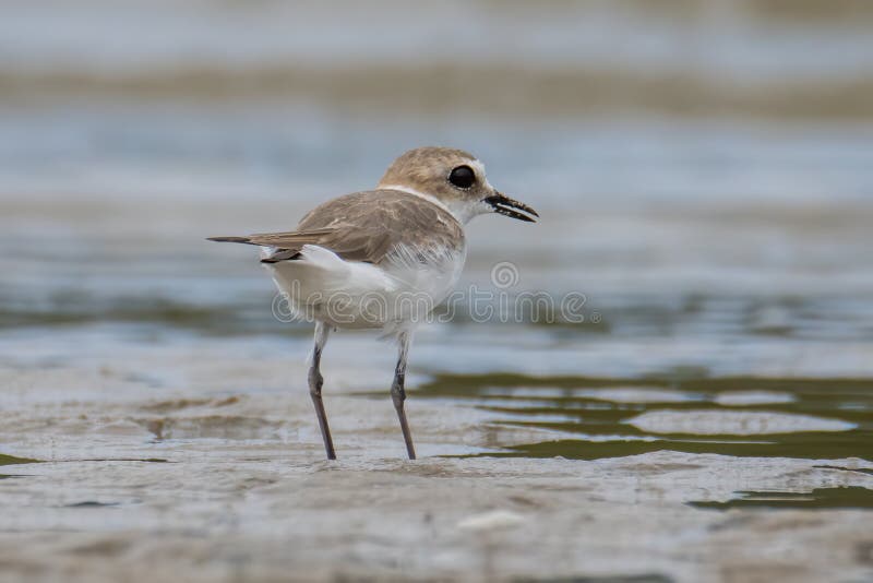 Nature Wildlife Image of Sand Plover Water Bird on Beach Stock Image ...
