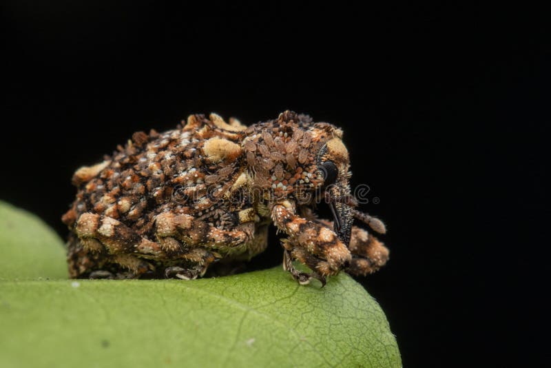 Wildlife Image of Weevil with Mites Stock Photo - Image of frog ...