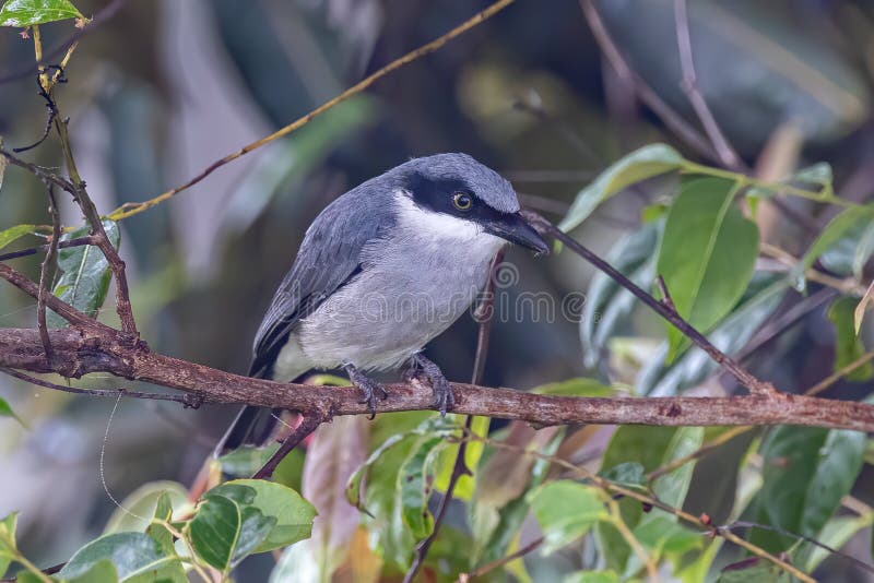 Nature Wildlife of Large Woodshrike Bird Perching on Fruit Tree Stock ...