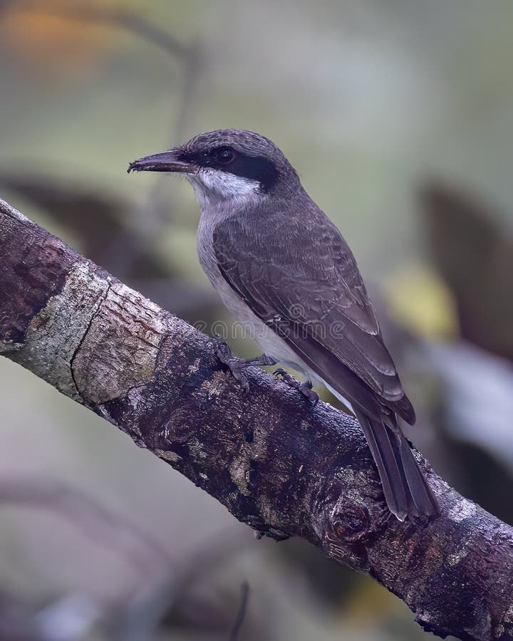 Nature Wildlife of Large Woodshrike Bird Perching on Fruit Tree Stock ...