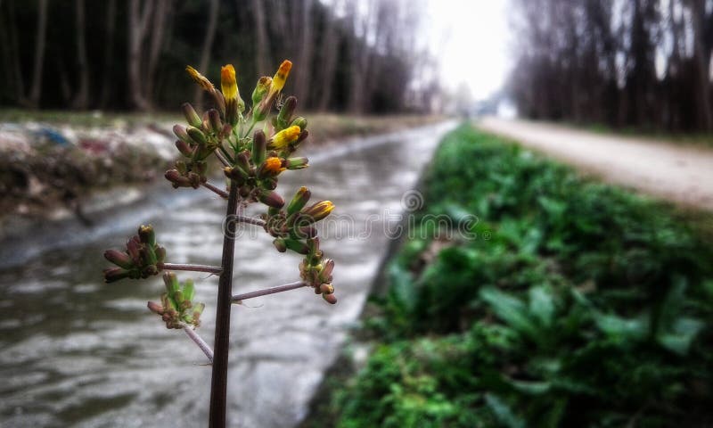 Flower stream stock image. Image of nature, winter, flower - 113909919