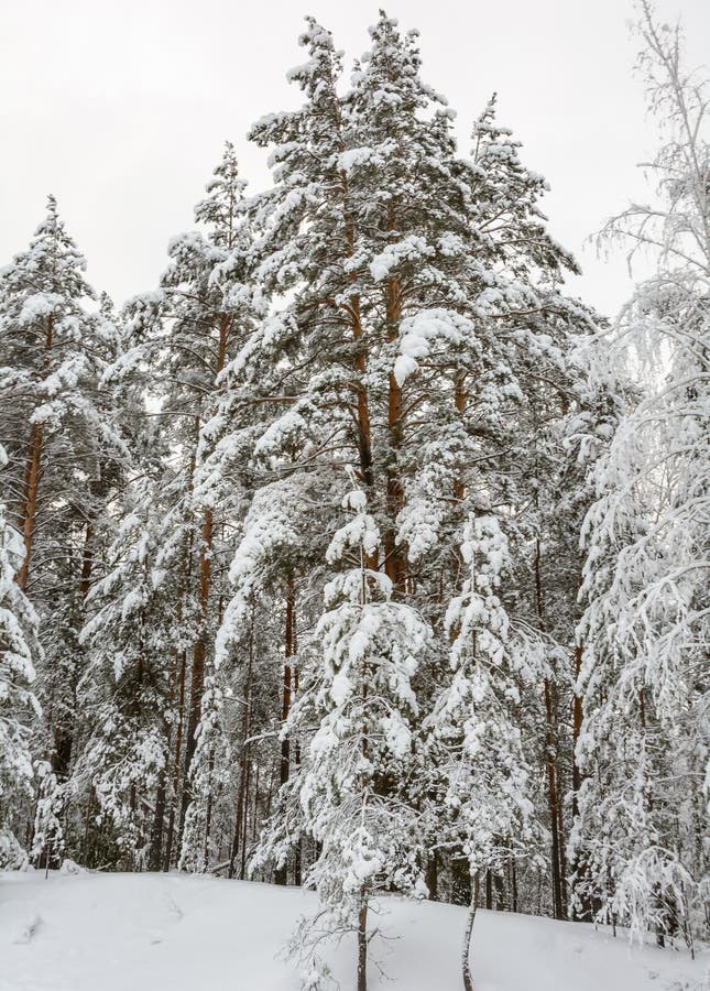 Winter Forest, Grove, Trees in the Snow Stock Photo - Image of forest ...