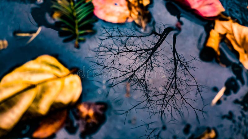 Reflection of Sky and Dying Tree Stock Image - Image of spring ...