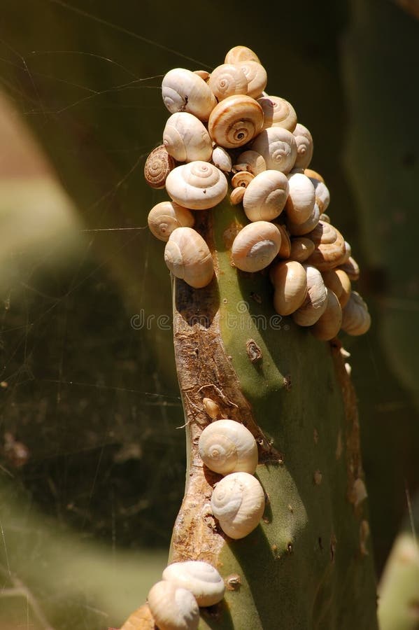 Nature Wonder: Cactus and Snails, Crete Stock Image - Image of sight ...