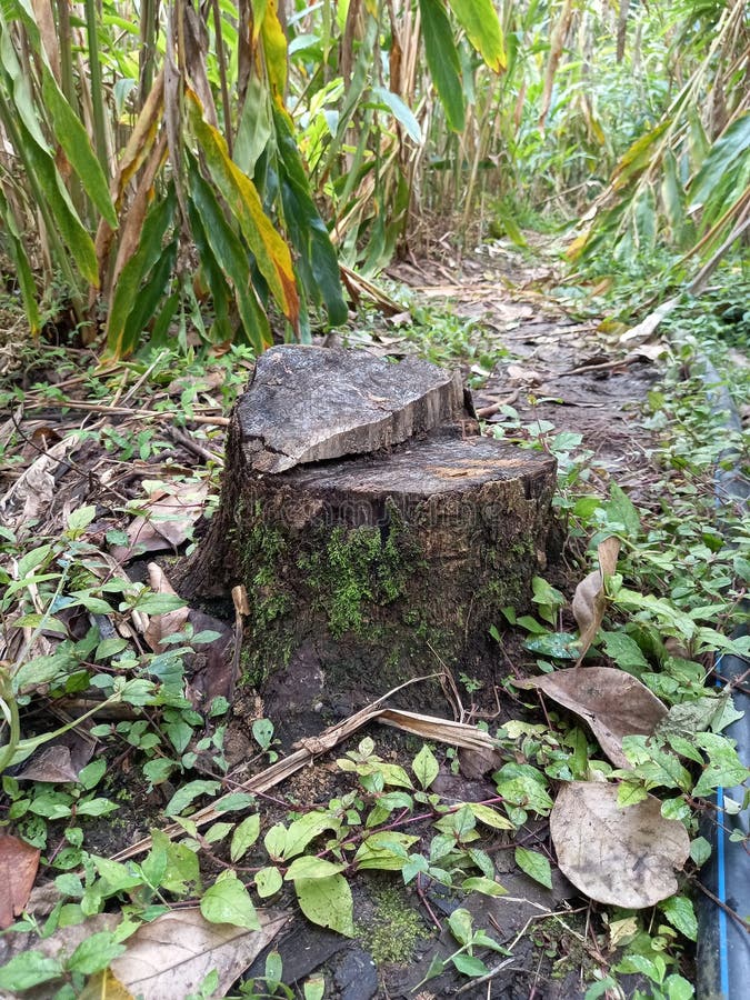 Nature wood cut plants stock photo. Image of wood, plants - 253587224