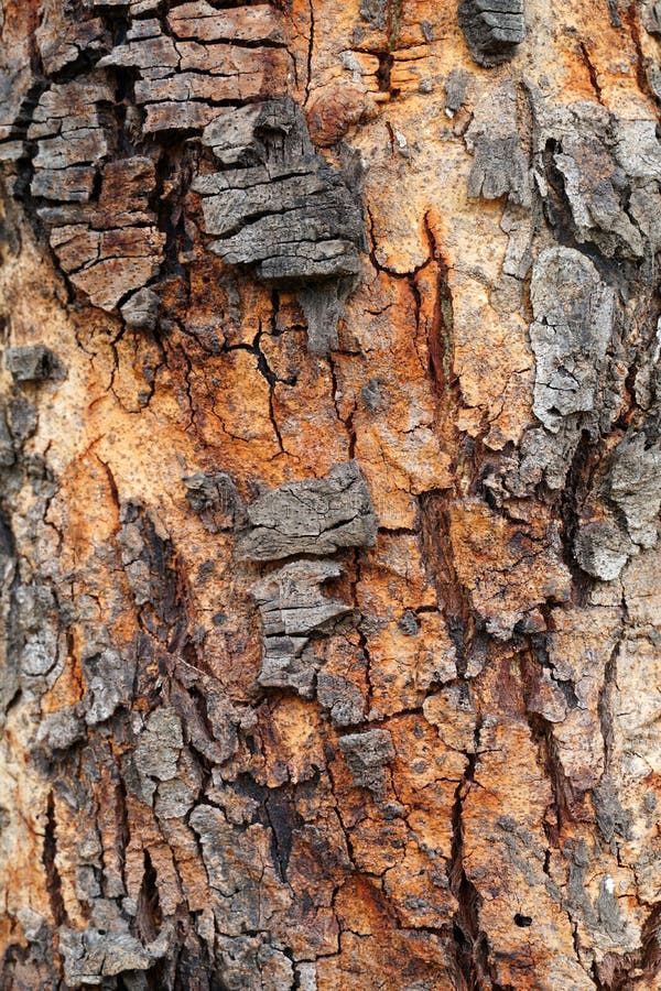 Nature Wood Texture for Background. Stock Photo - Image of crack, retro ...