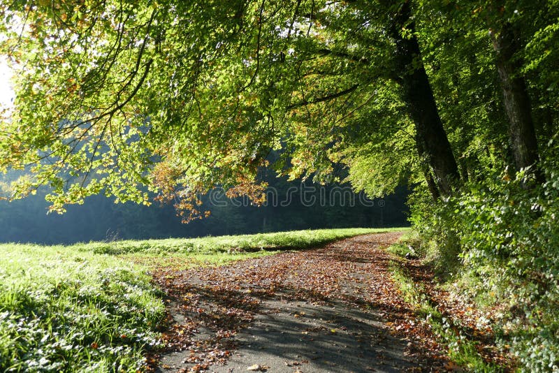 Nature, Woodland, Path, Leaf Picture. Image: 113372993