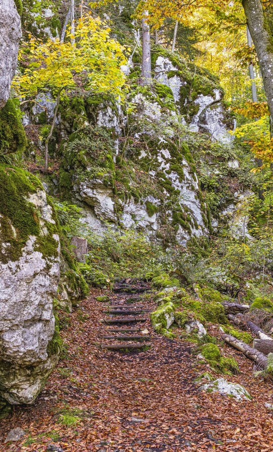 Nature, Woodland, Vegetation, Tree Picture. Image: 111643803