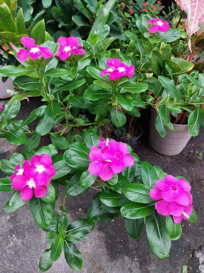 Nature of the World so Fresh and Power Full Stock Photo - Image of ...