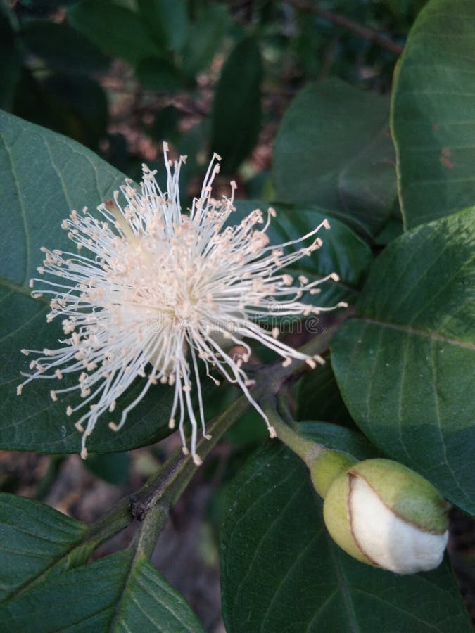 A Flower of Guava stock image. Image of great, flower - 143556221
