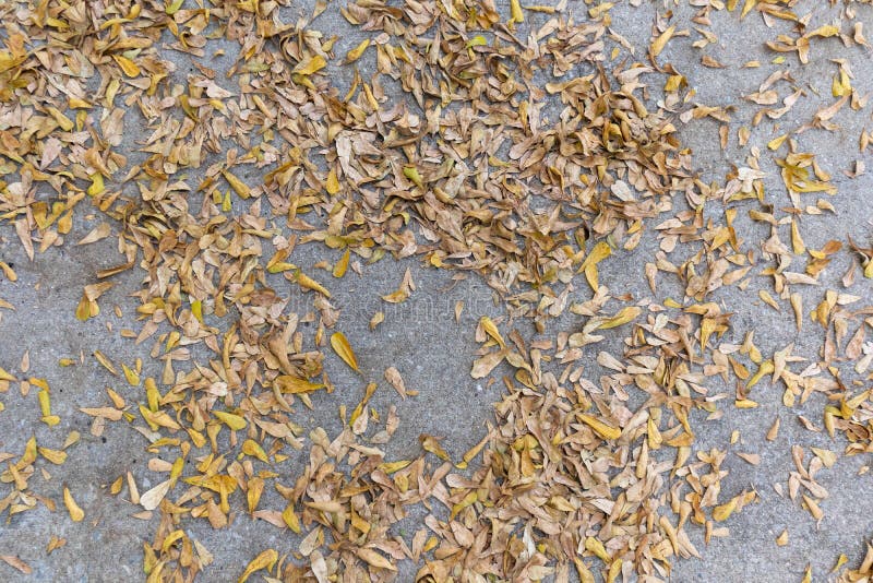 Yellow Dried Leaves on Concrete Floor Stock Image - Image of closeup ...