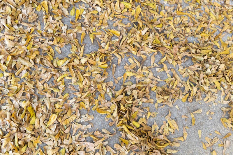 Ellow Dried Leaves on Concrete Floor Stock Photo - Image of design ...