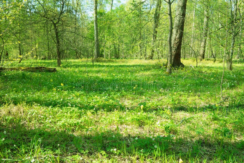 Spring forest. Finland. stock image. Image of finland - 17319743