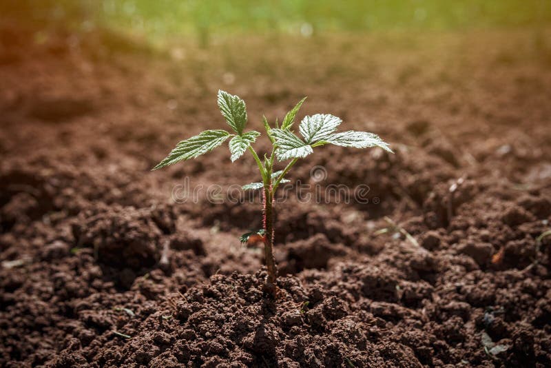 Nature: a Young Raspberry Sprout Grows Out of the Earth with Sun Stock ...