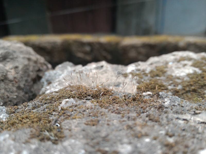 Nature zoomed stock photo. Image of nature, rock, focused - 85582672