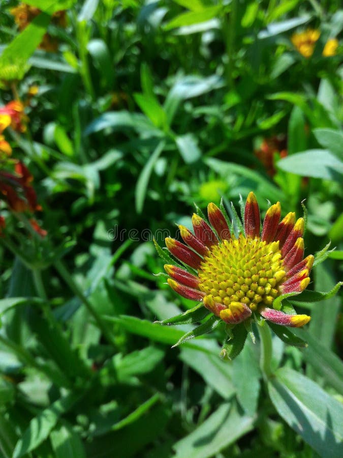 Nature zoomed stock image. Image of focused, macro, grass - 85582771
