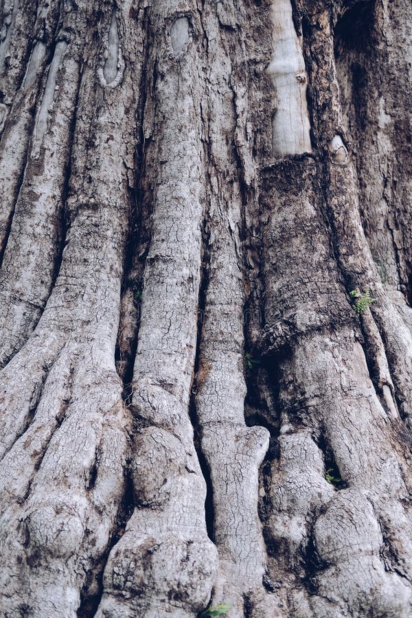 Natureal Tree Trunk Surface Texture Background Stock Photo - Image of ...