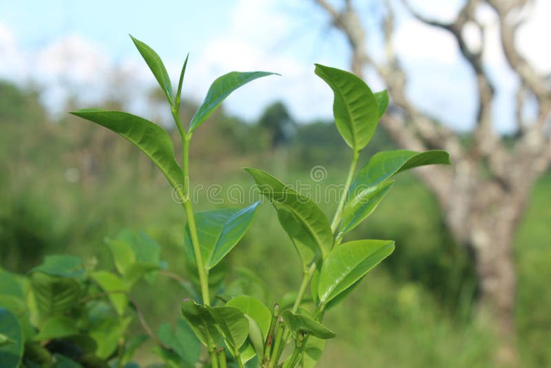 Naturel Tea the World Popular Drink ,it Made Basic Ingredient is Tea ...