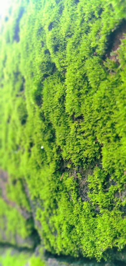 Moss scene and lichens stock image. Image of brown, flora - 101558323