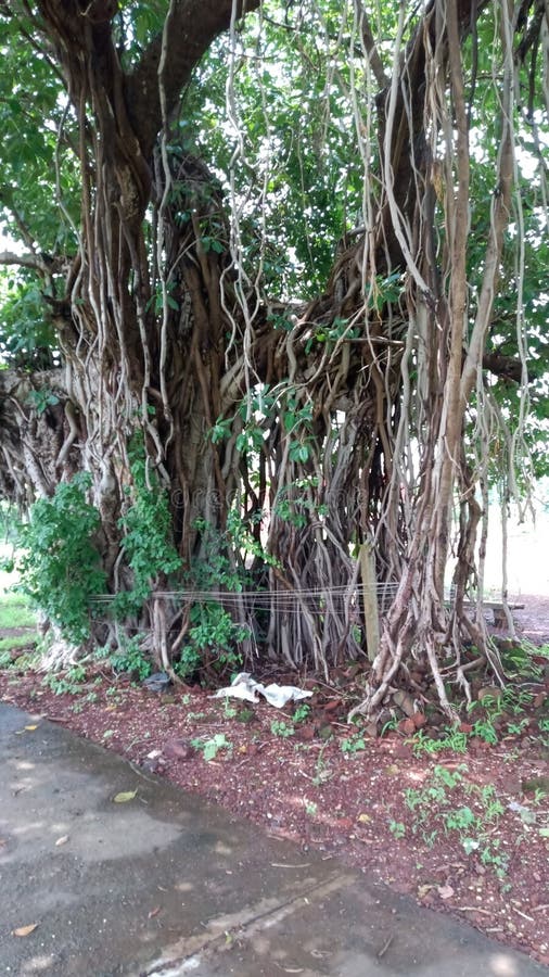 Natures Beauty with Beautiful Branches Stock Image - Image of forest ...