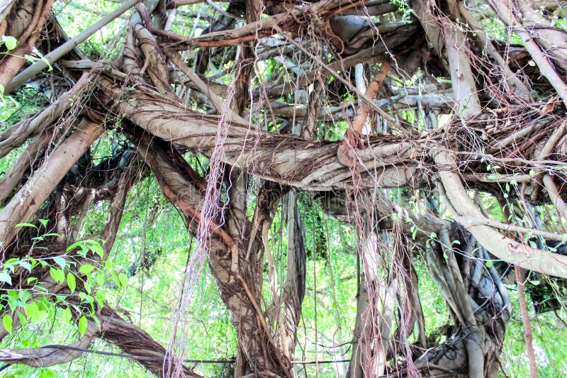 Natures Beauty in Twisted Tree Roots and Hanging Vines, in Complex ...